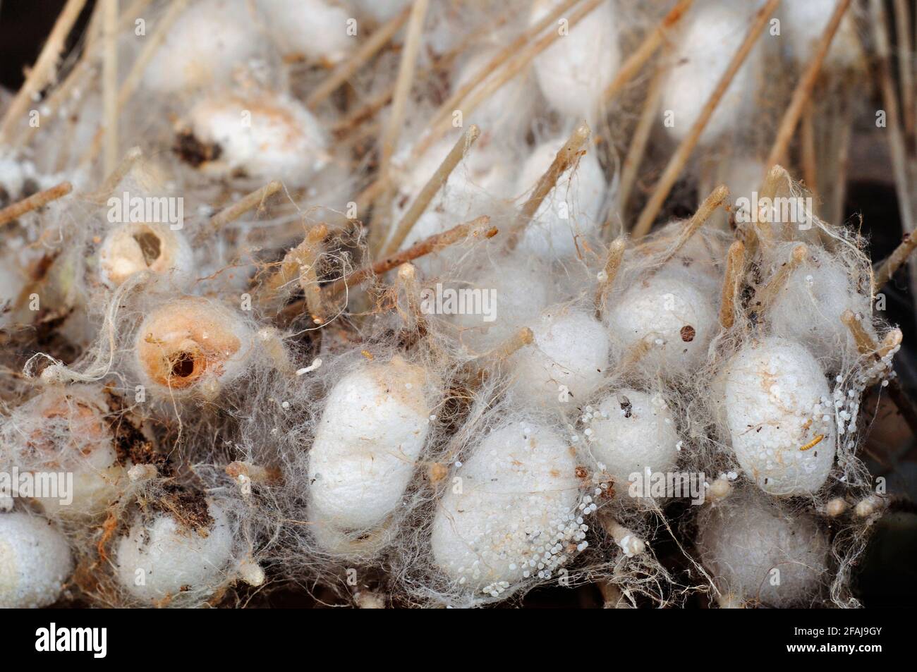 Silkworm Moth Bombyx Mori, Cocoon Stock Photo - Alamy