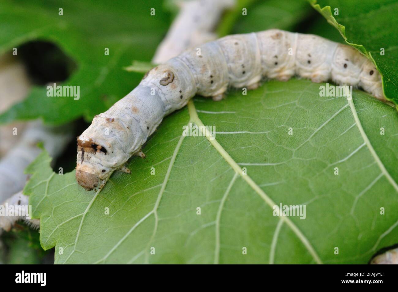 Bombyx mori hi-res stock photography and images - Alamy