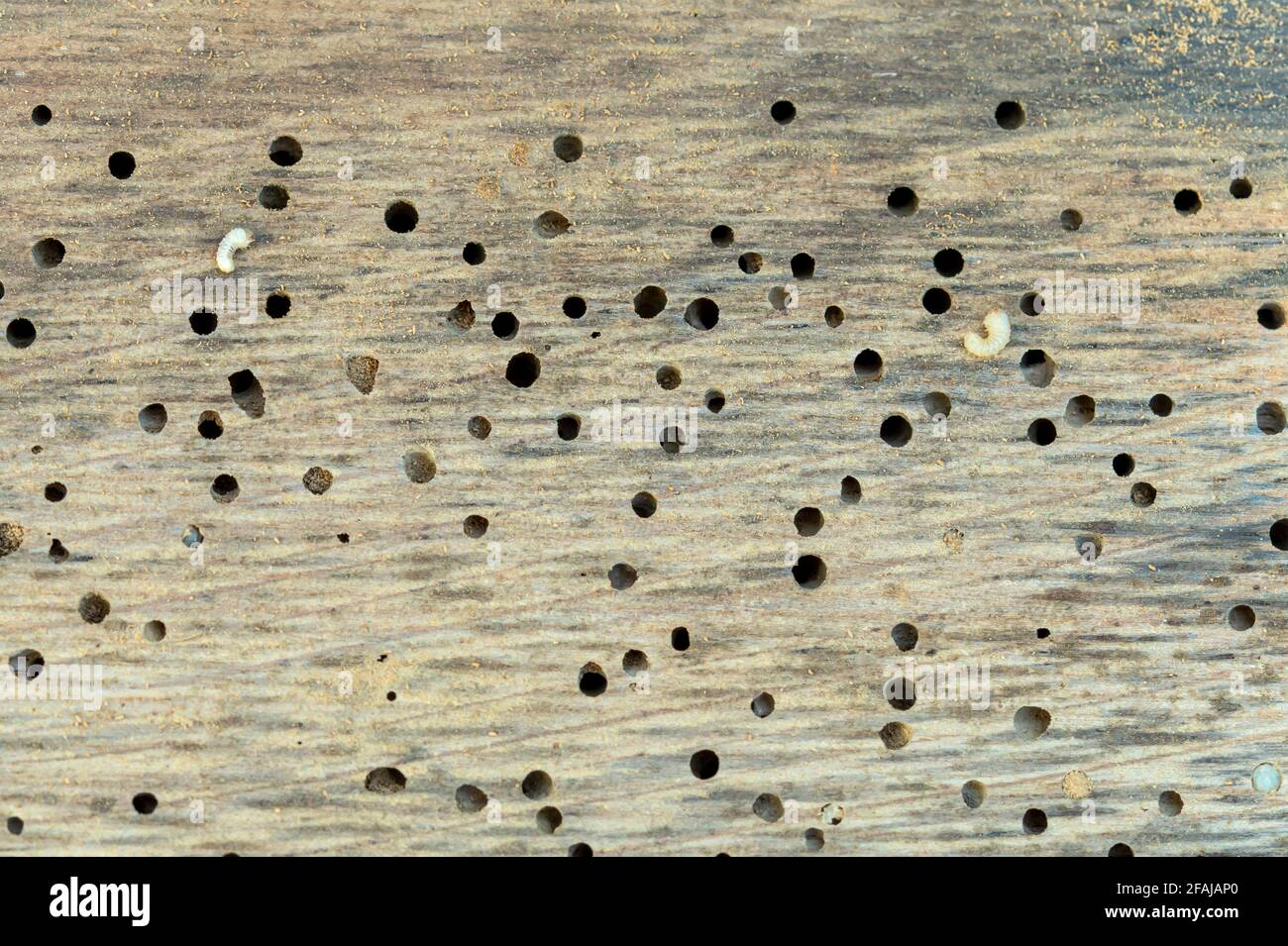 Worm holes in timber hi-res stock photography and images - Alamy