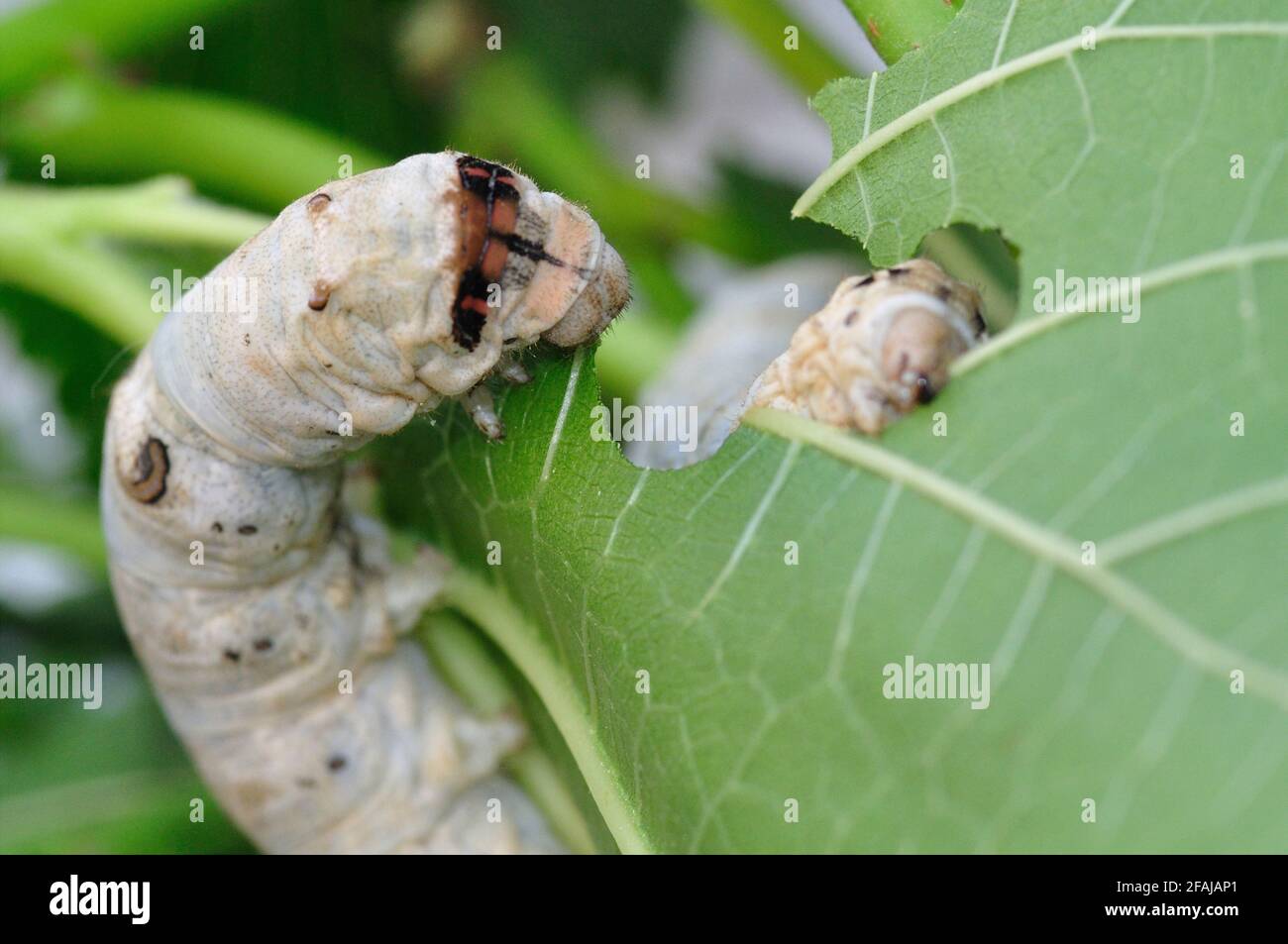 Bombyx mori hi-res stock photography and images - Alamy