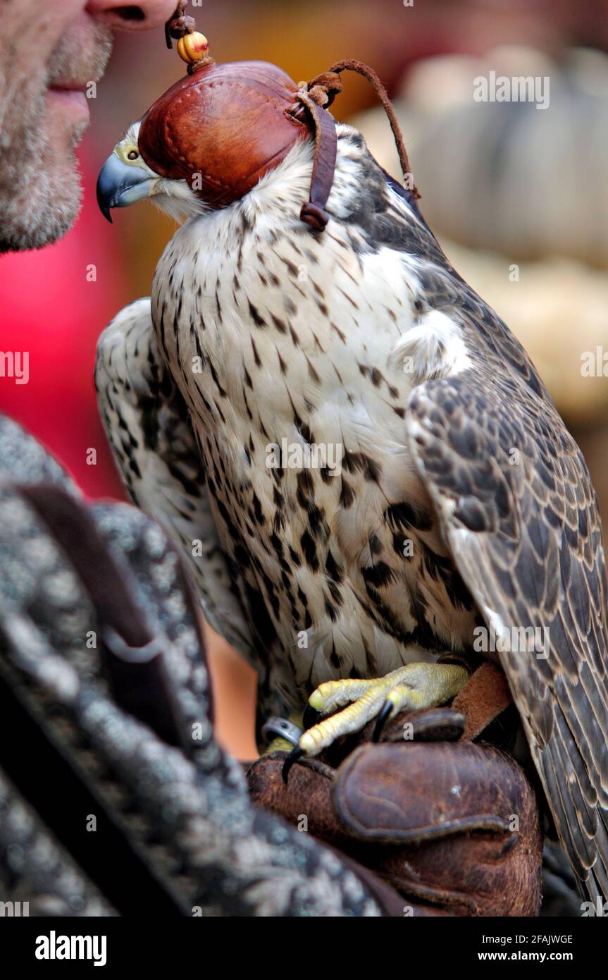 Italy, Lombardy, Historical Recalling, Falconer and Falcon Stock Photo ...