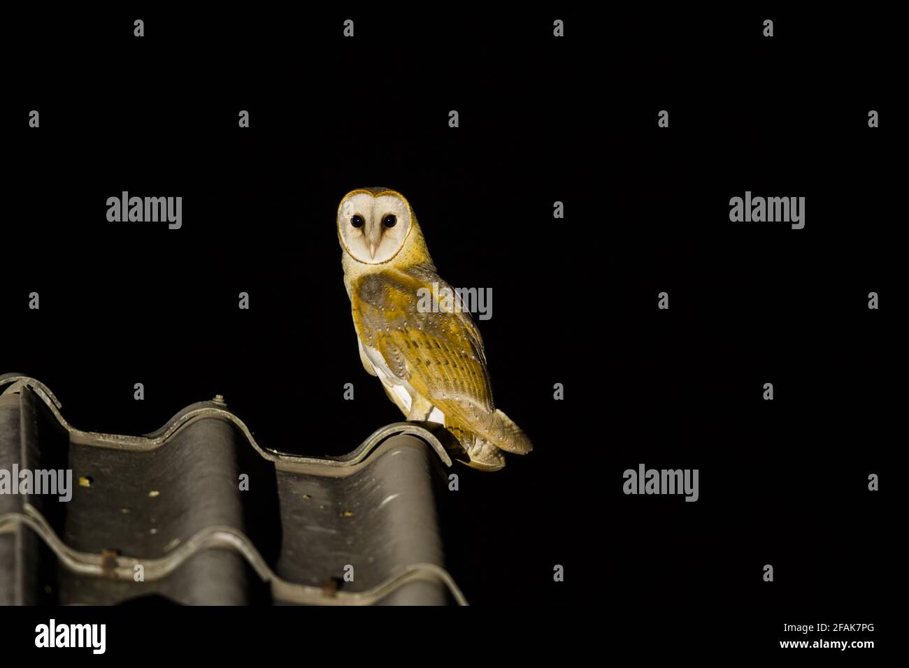 common barn owl ( Tyto alba ) at night in the dark Stock Photo - Alamy