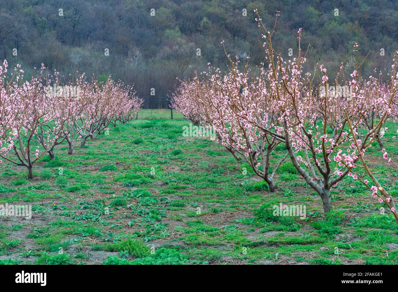 Springtime landscape with peach tree orchards in the countryside ...