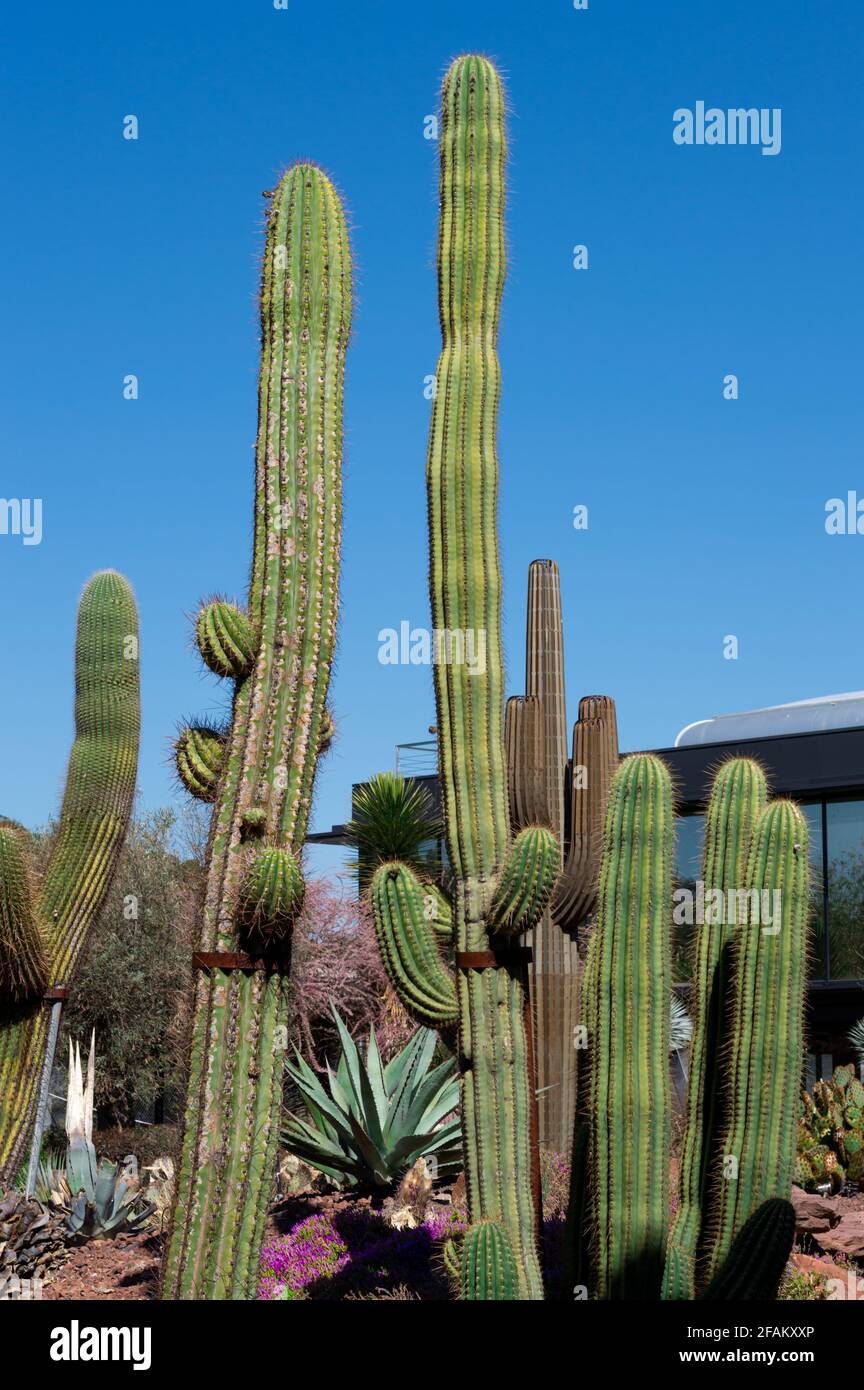Natural view of tall cactus plants growing on the rocky ground under a ...