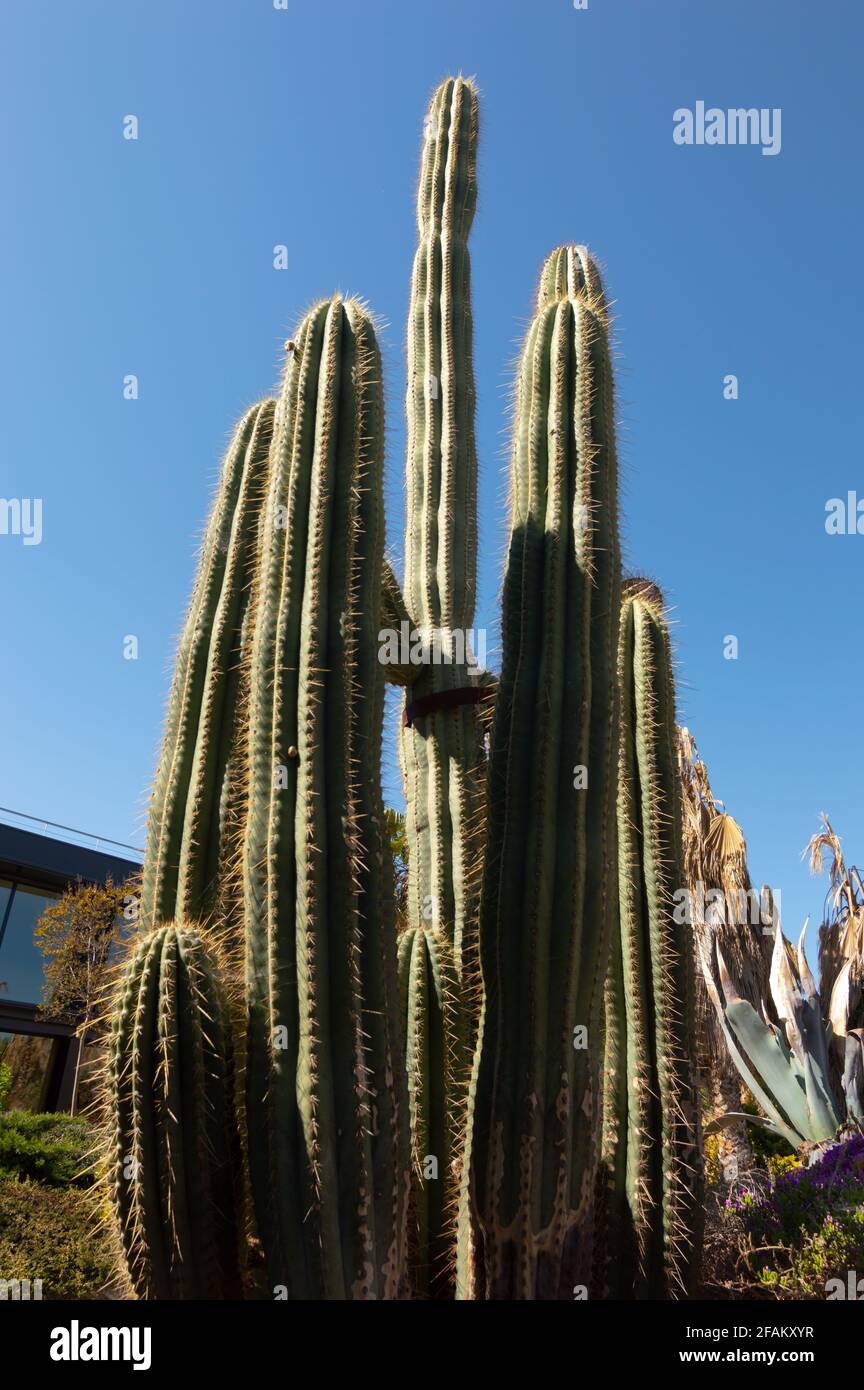 Natural view of tall cactus plants under a clear blue sky Stock Photo ...