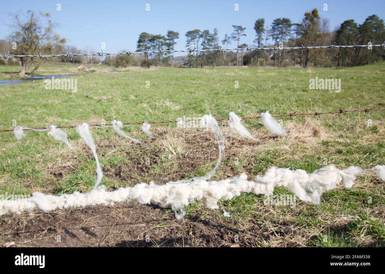 Farm scene with sheeps wool attached to barbed wire fence with field ...