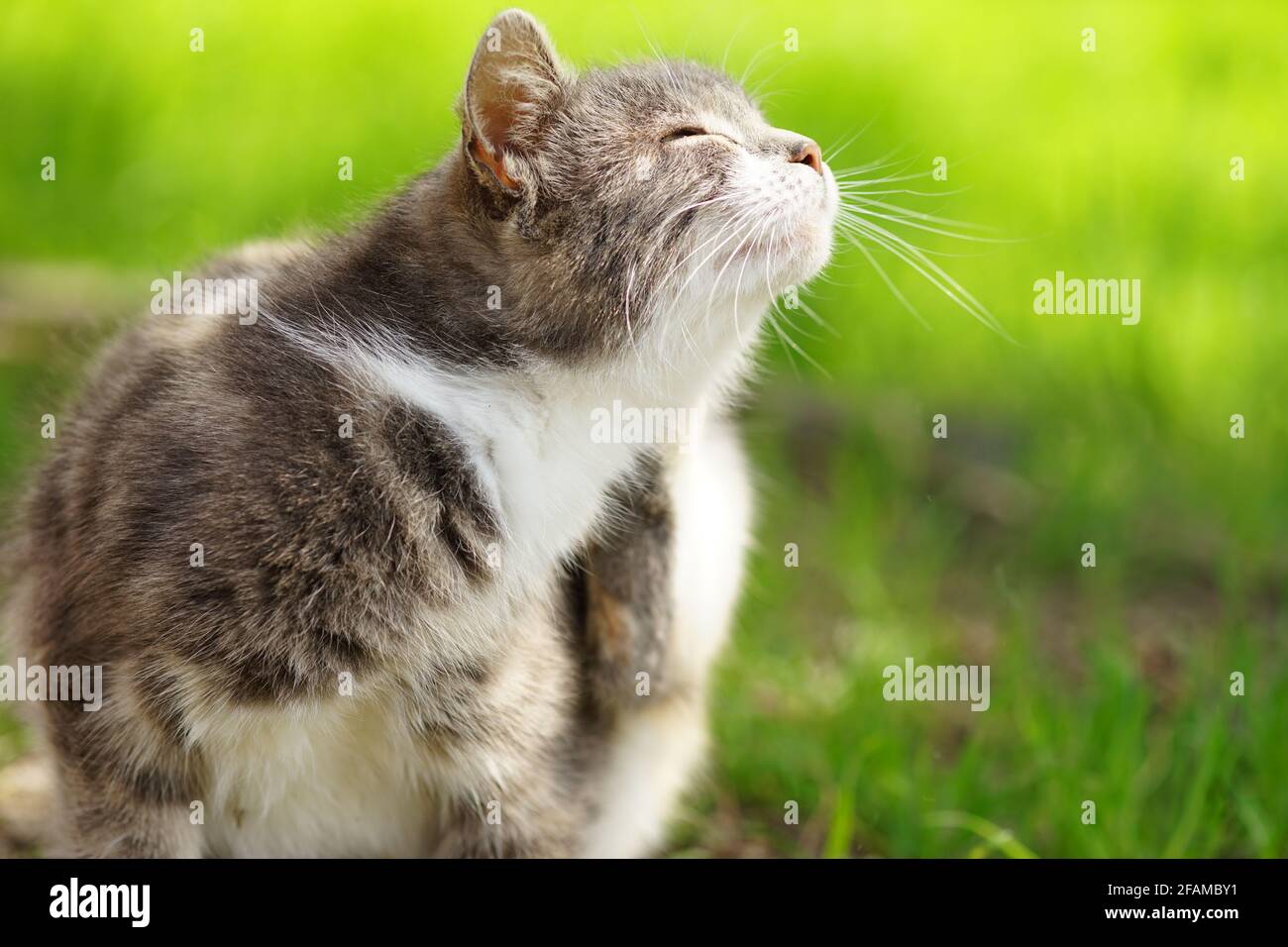 Scratch behind the ear hi-res stock photography and images - Alamy