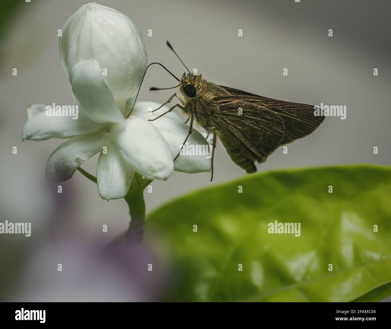 Jasmine Moth High Resolution Stock Photography and Images - Alamy