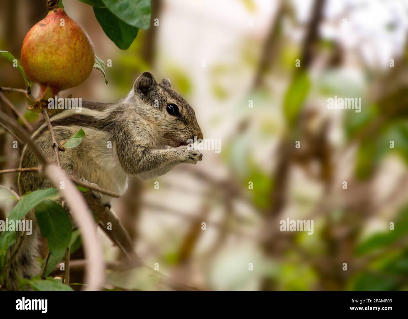 Five-striped palm squirrel (funambulus pennantii) - copy space Stock ...