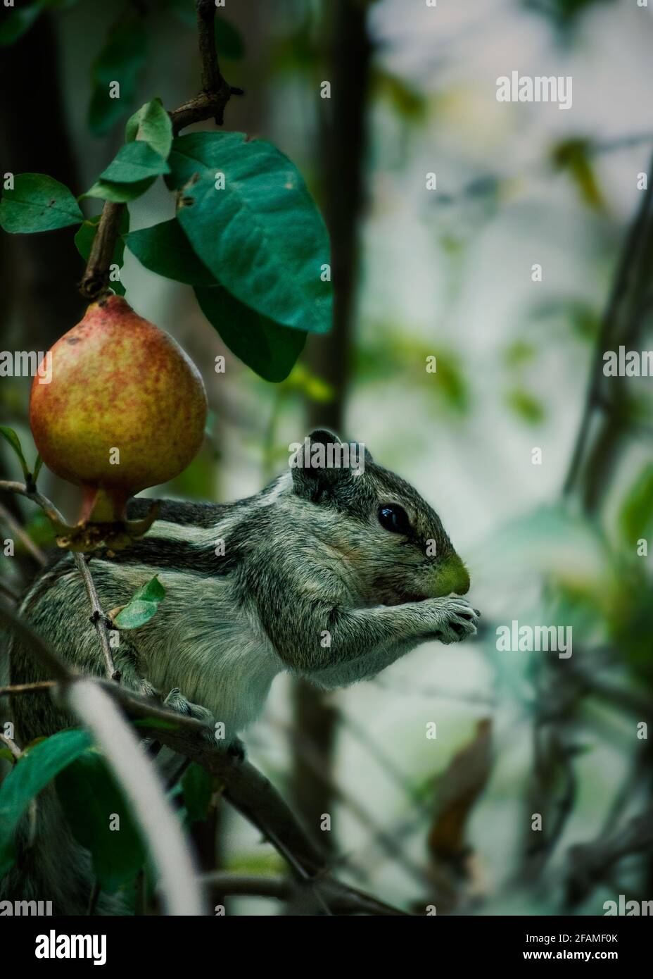 Five-striped palm squirrel (funambulus pennantii) and unripe ...