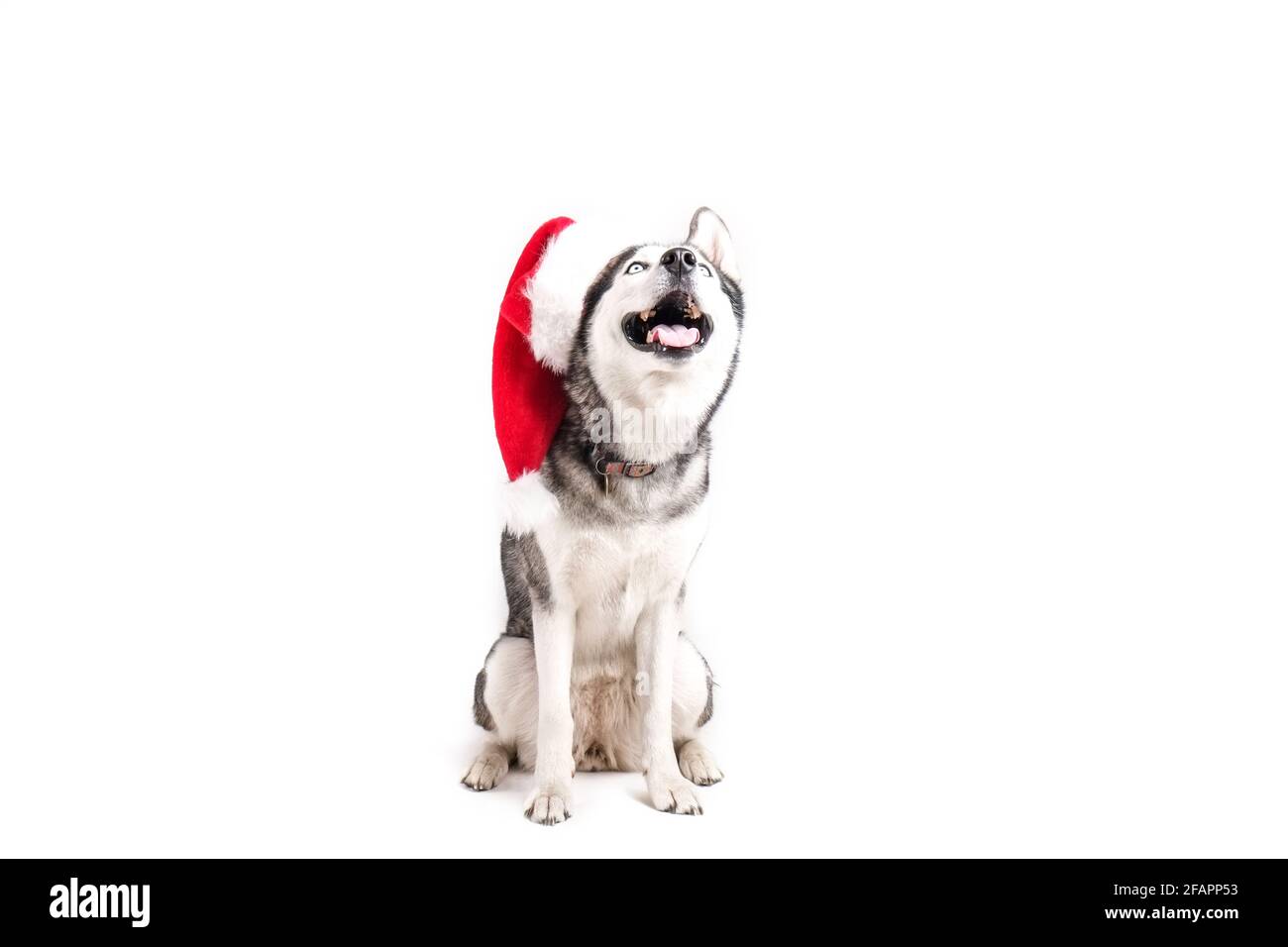 Dog Funny Happy Face