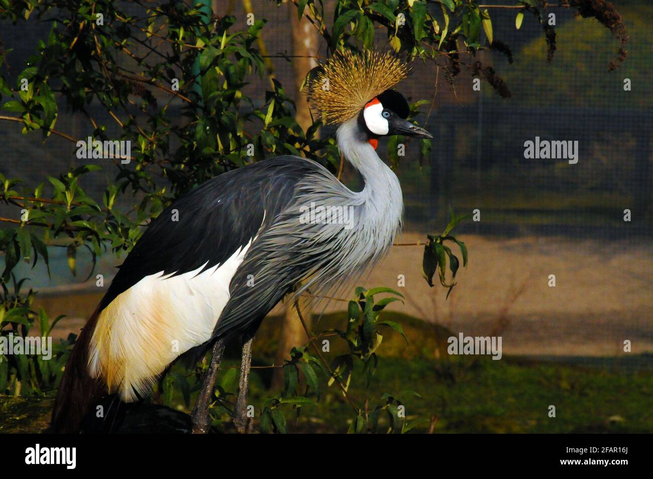 The magnificent grey crowned crane hi-res stock photography and images ...