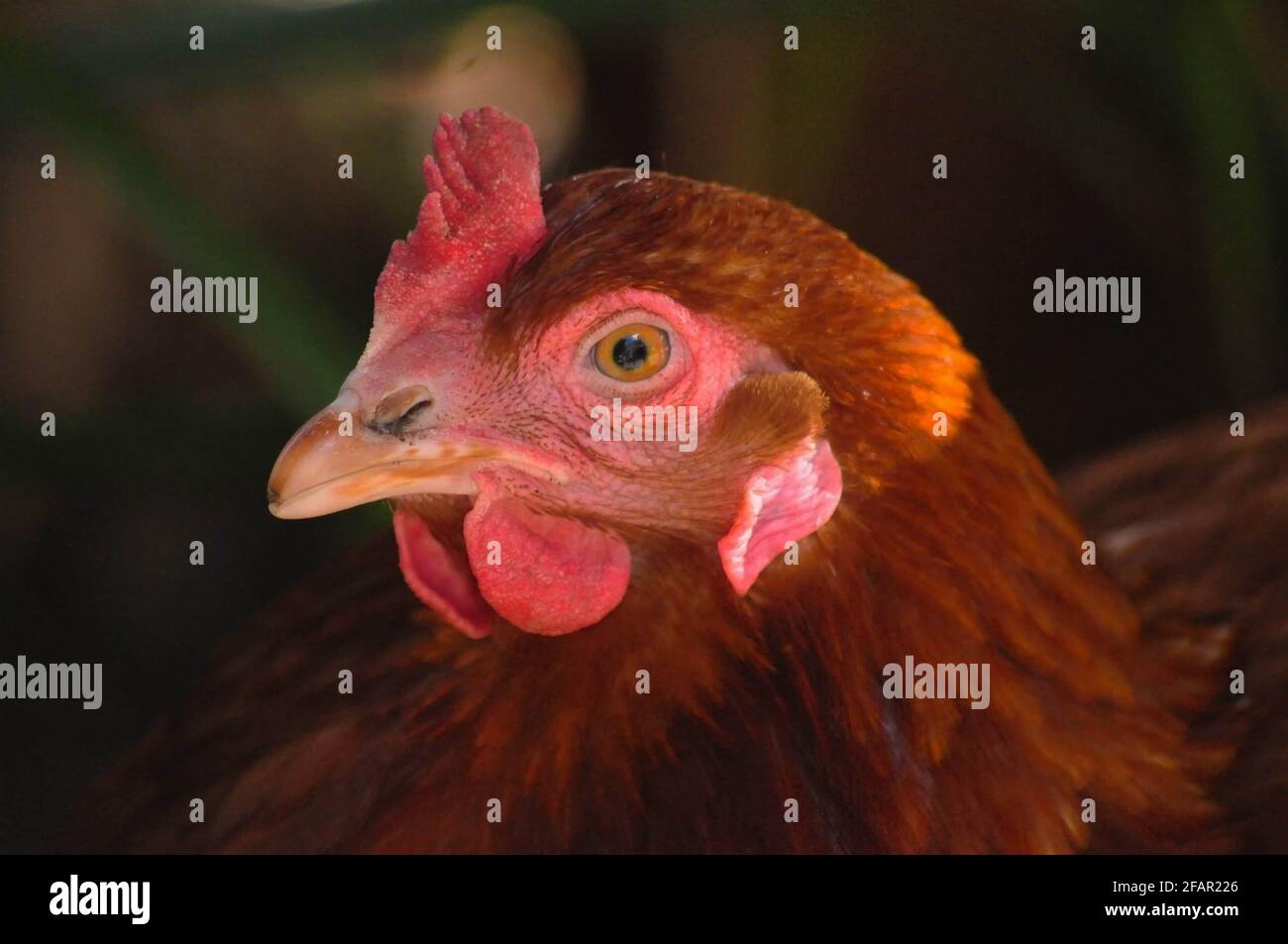Magnificent hen hi-res stock photography and images - Alamy
