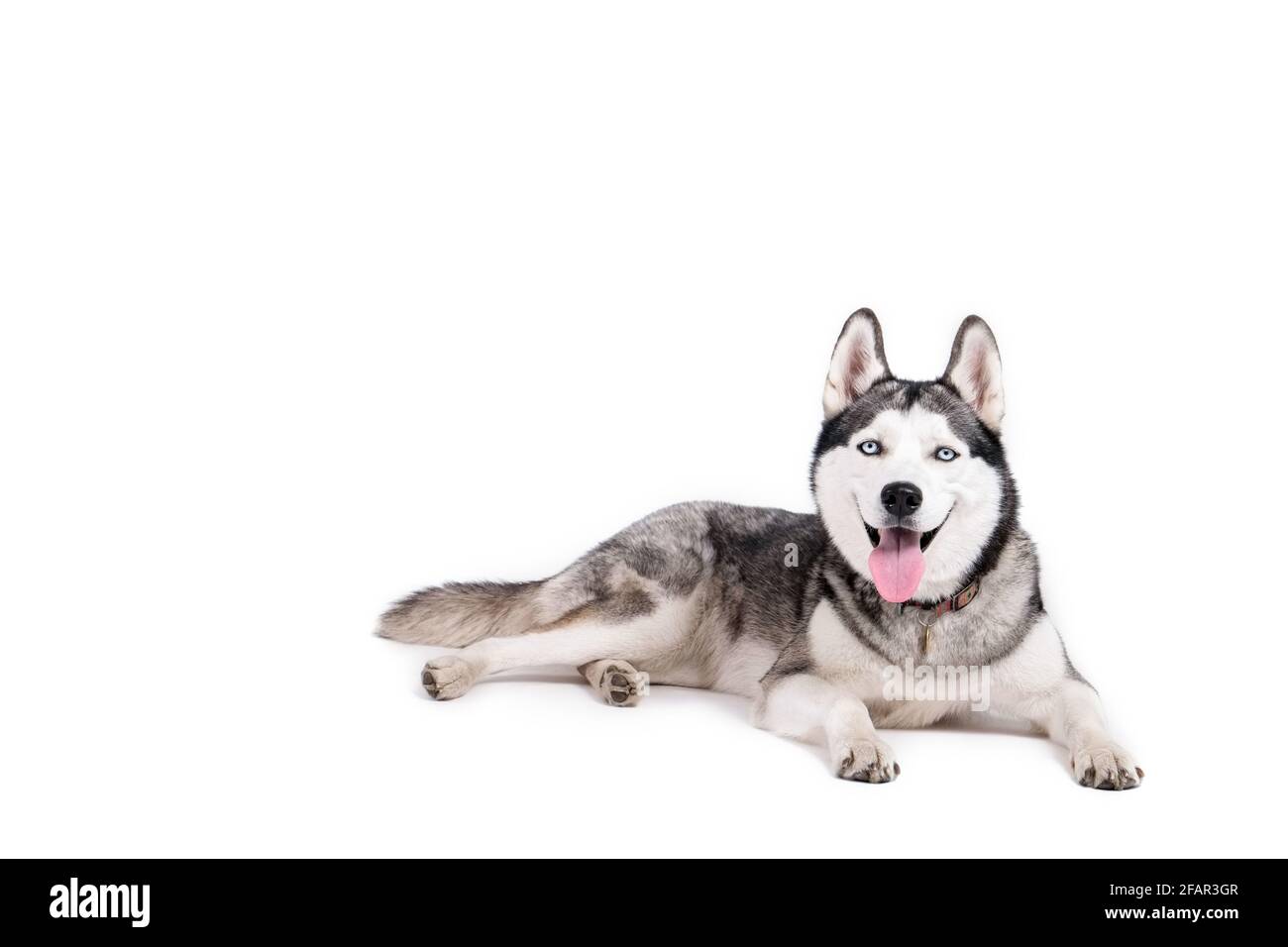 Funny Dog Face Husky
