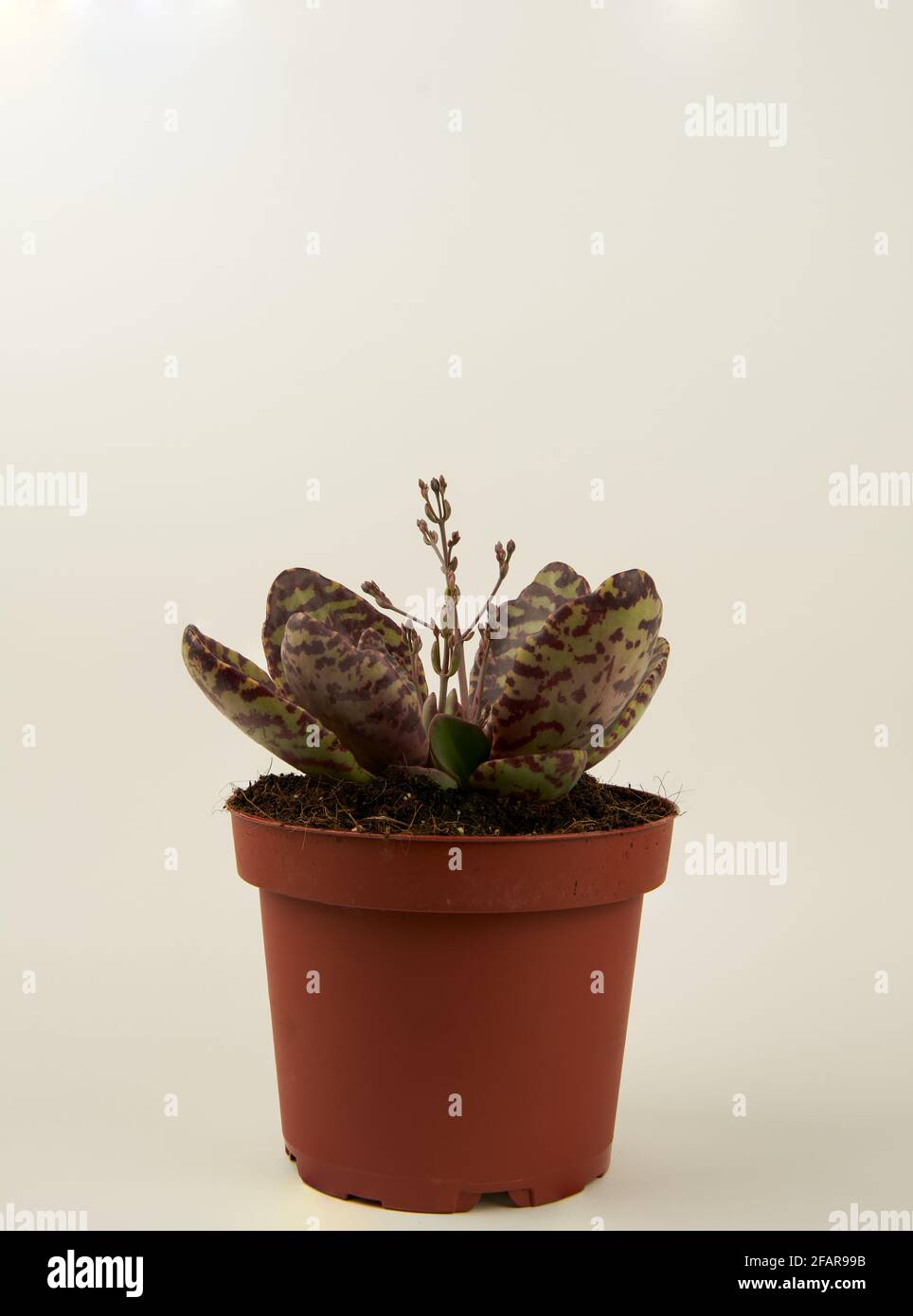 kalanchoe humilis in pot with white background Stock Photo - Alamy