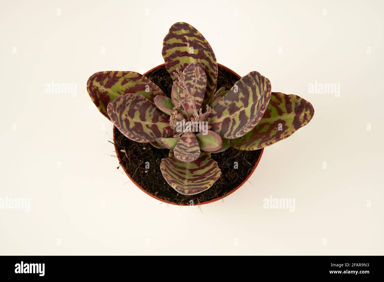 kalanchoe humilis in pot with white background, overhead view Stock ...