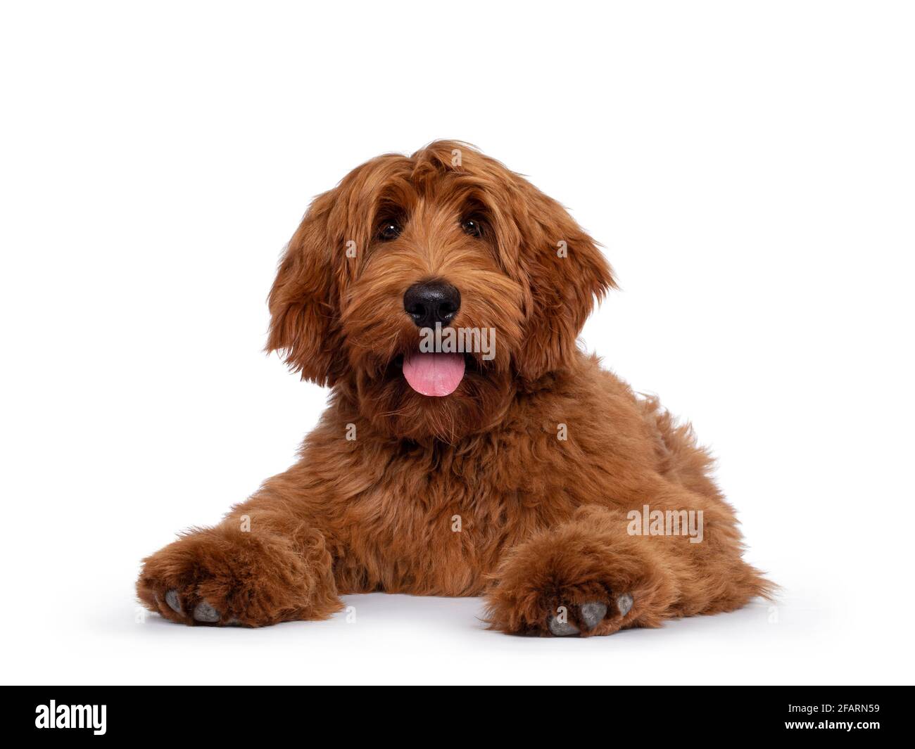 Handsome male apricot or red Australian Cobberdog aka Labradoodle ...