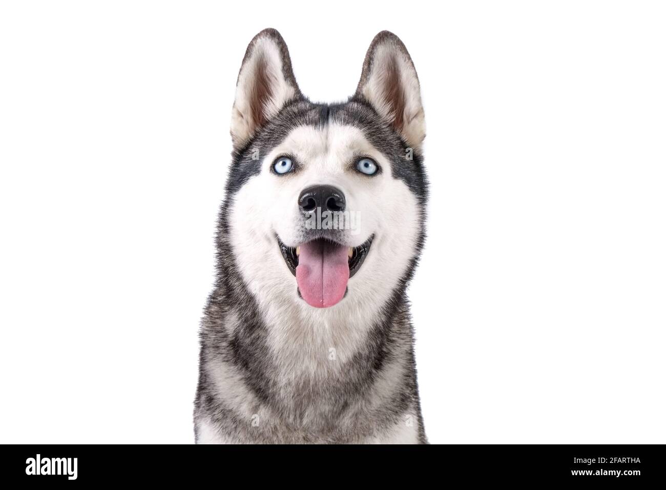 Dog Meme Husky Jokes