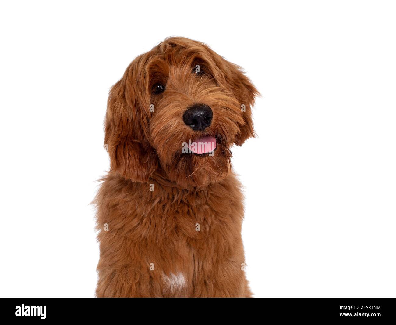 Head shot of handsome male apricot or red Australian Cobberdog aka ...