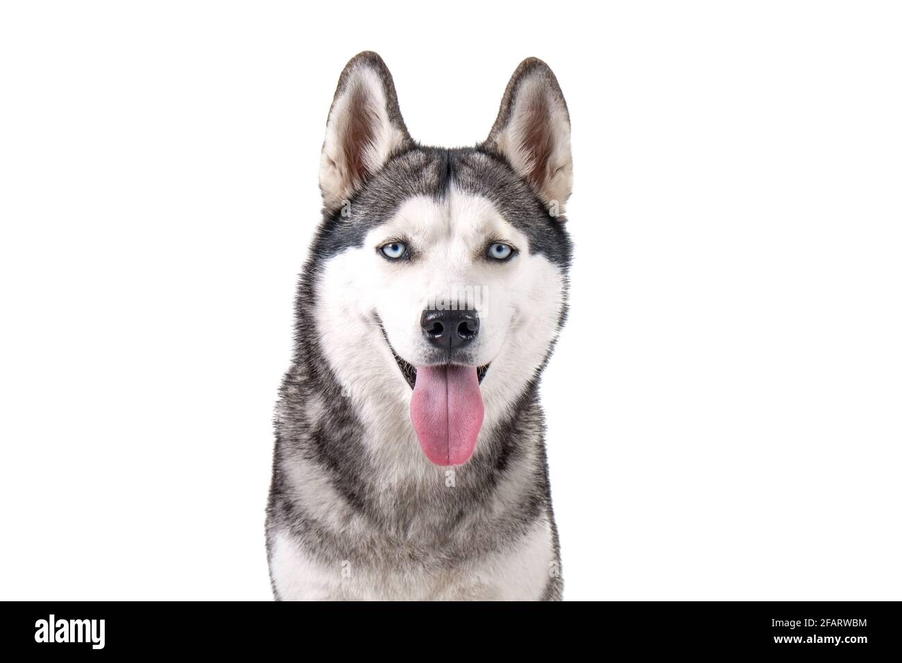 Portrait of young beautiful funny husky dog sitting with its tongue out ...
