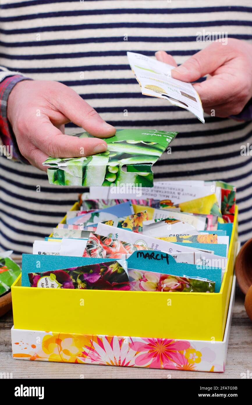Vegetable and flower seed packets. Gardener sorting through seed ...