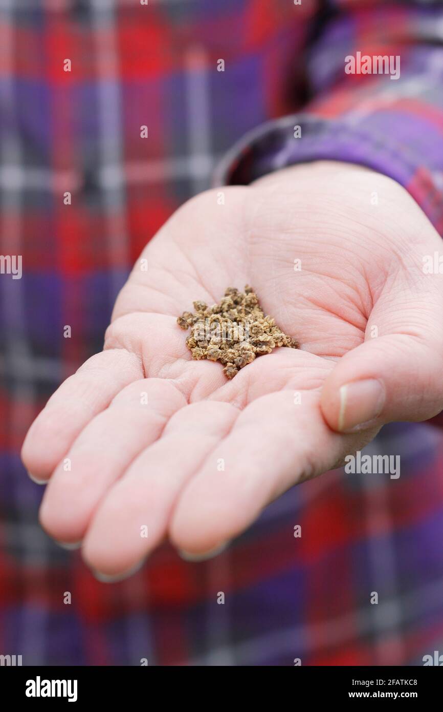 Beetroot seed hands hi-res stock photography and images - Alamy