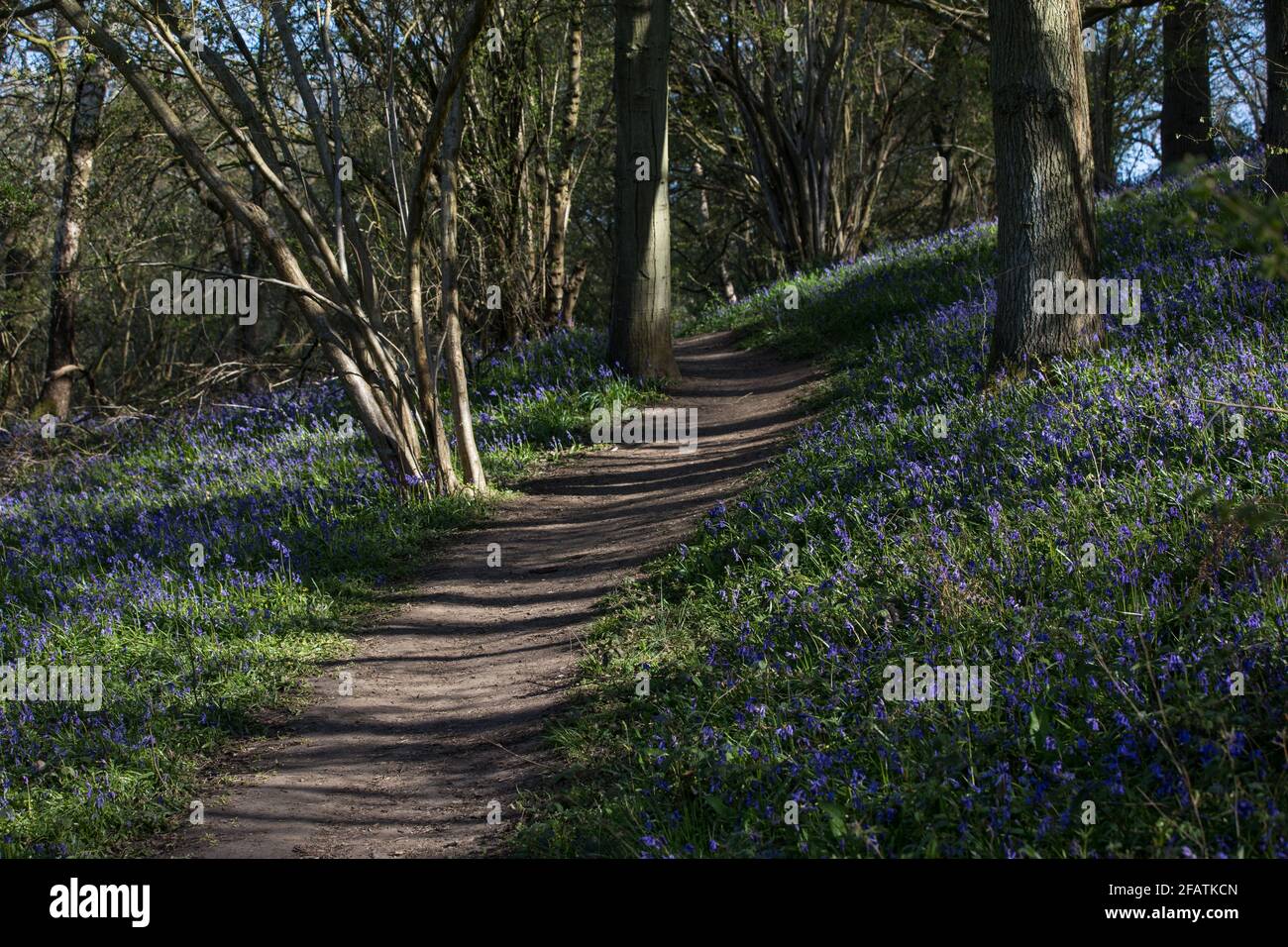 Sulham woods hi-res stock photography and images - Alamy