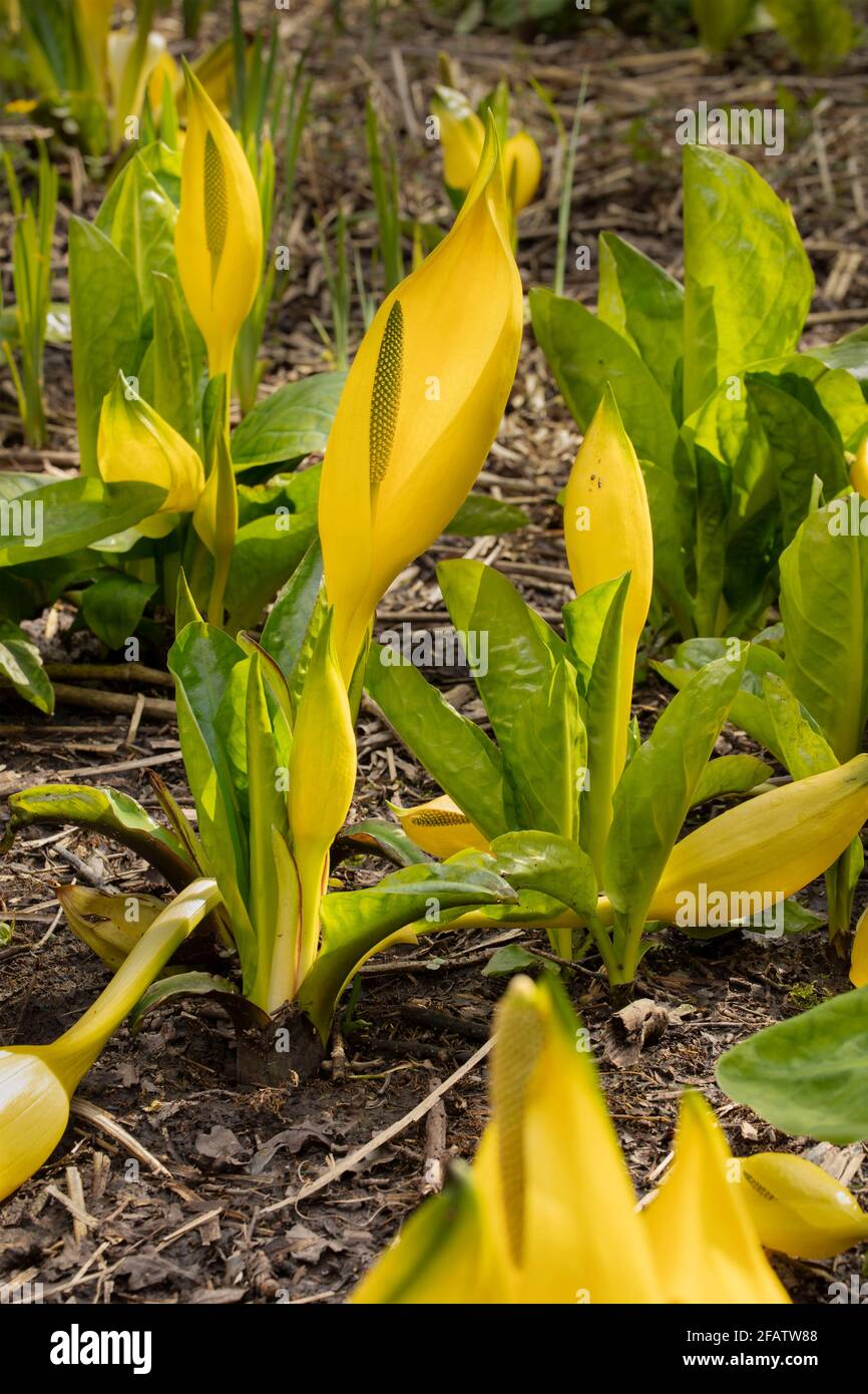 Lysichiton Americanus (Yellow, skunk cabbage),on marshy ground in ...
