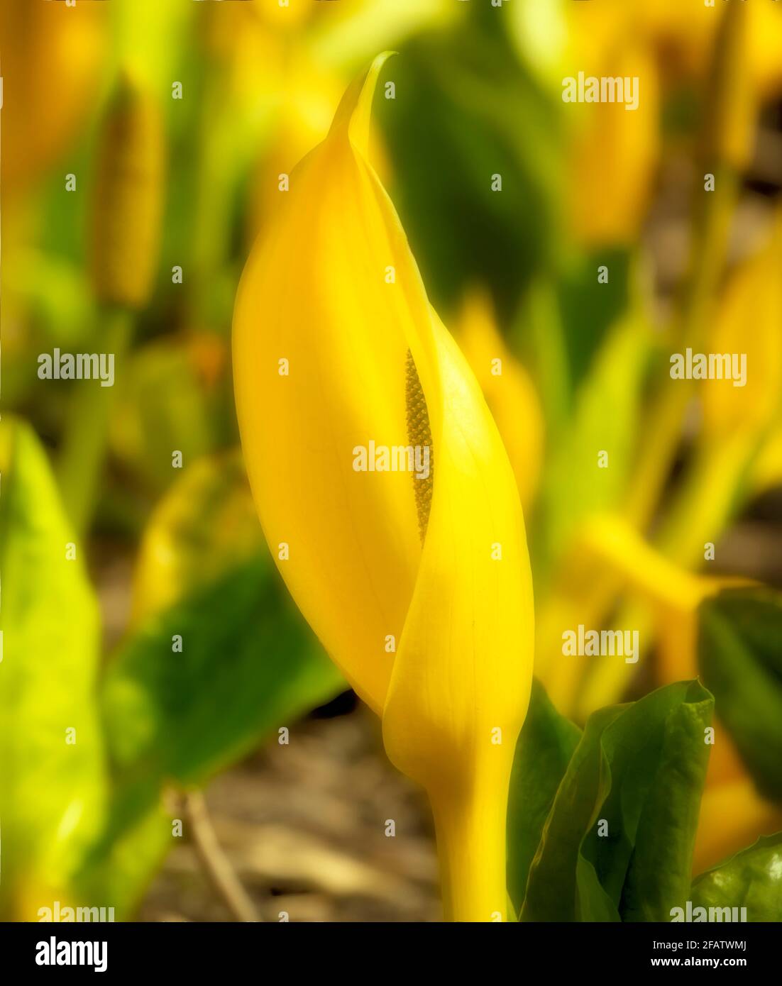 Lysichiton Americanus (Yellow, skunk cabbage),on marshy ground in ...