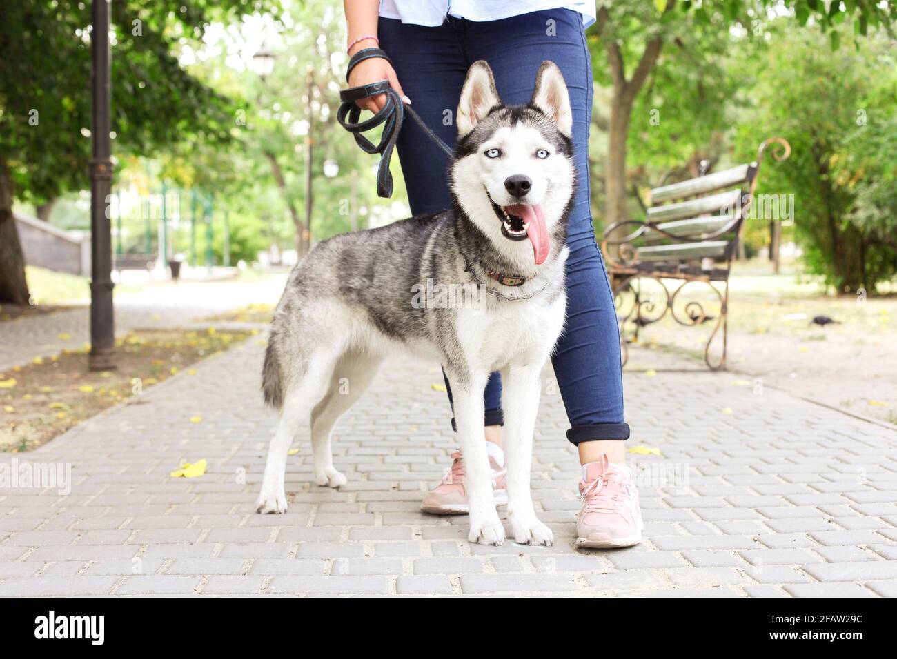 Young beautiful curvy woman walking her cute furry siberian husky dog ...