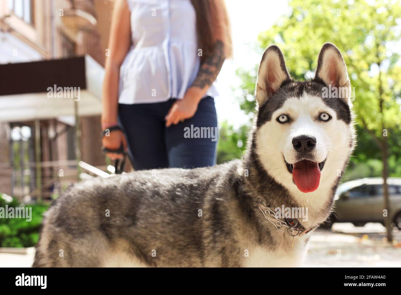 Young beautiful curvy woman walking her cute furry siberian husky dog ...