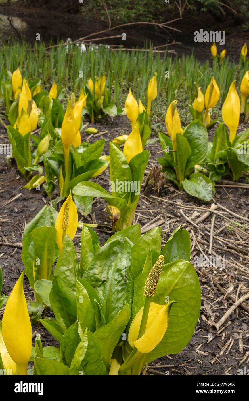 Lysichiton Americanus, Yellow, skunk cabbage, in spring foliage Stock ...
