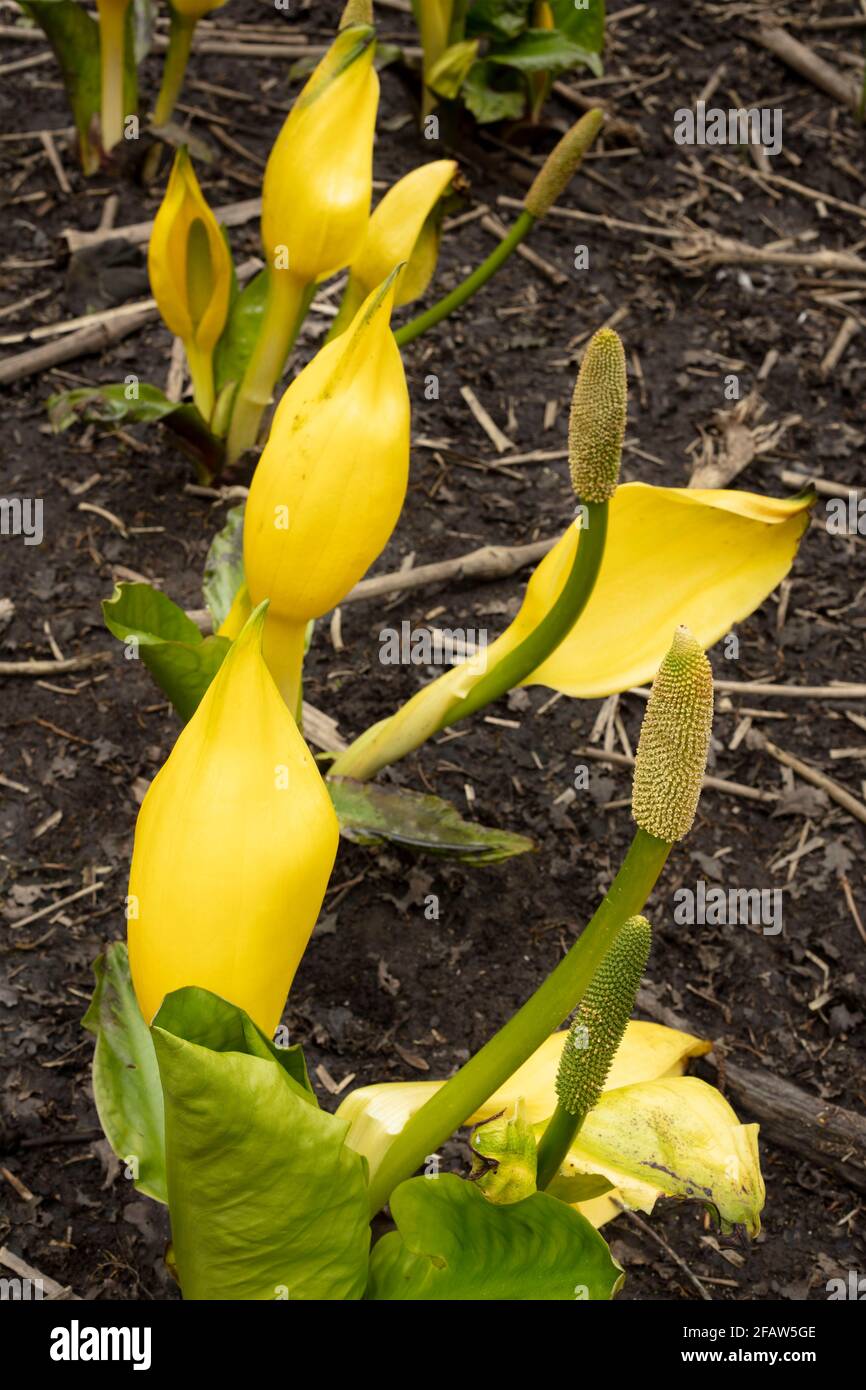 Lysichiton Americanus, Yellow, skunk cabbage, in spring foliage Stock ...