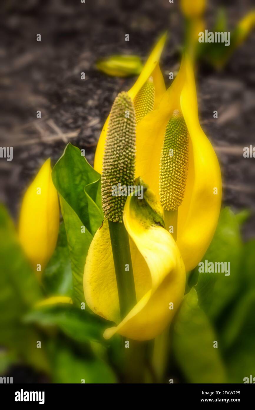 Lysichiton Americanus, Yellow, skunk cabbage, in spring foliage Stock ...