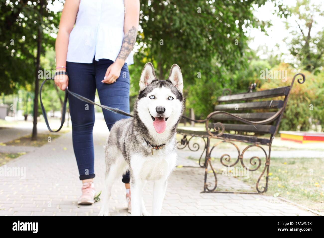 Young beautiful curvy woman walking her cute furry siberian husky dog ...
