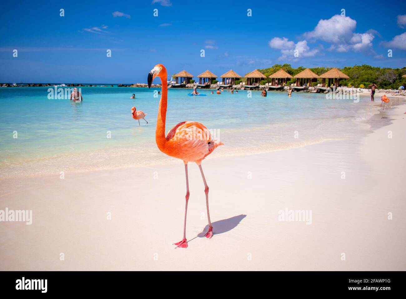 Dutch Caribean Island Aruba known for their white beaches and colourful ...