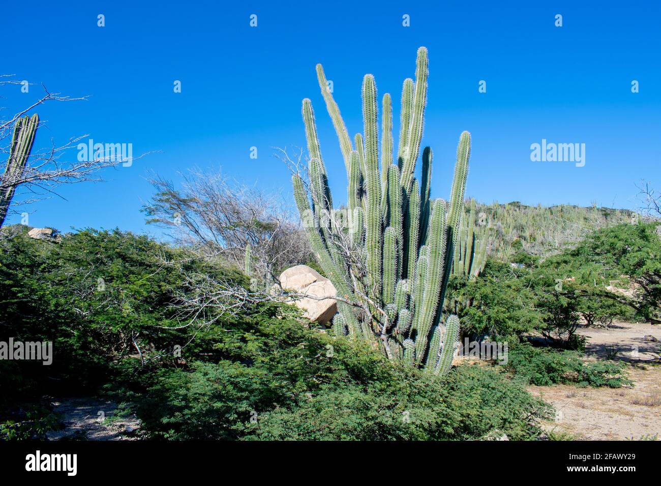 Dutch Caribean Island Aruba known for their white beaches and colourful ...