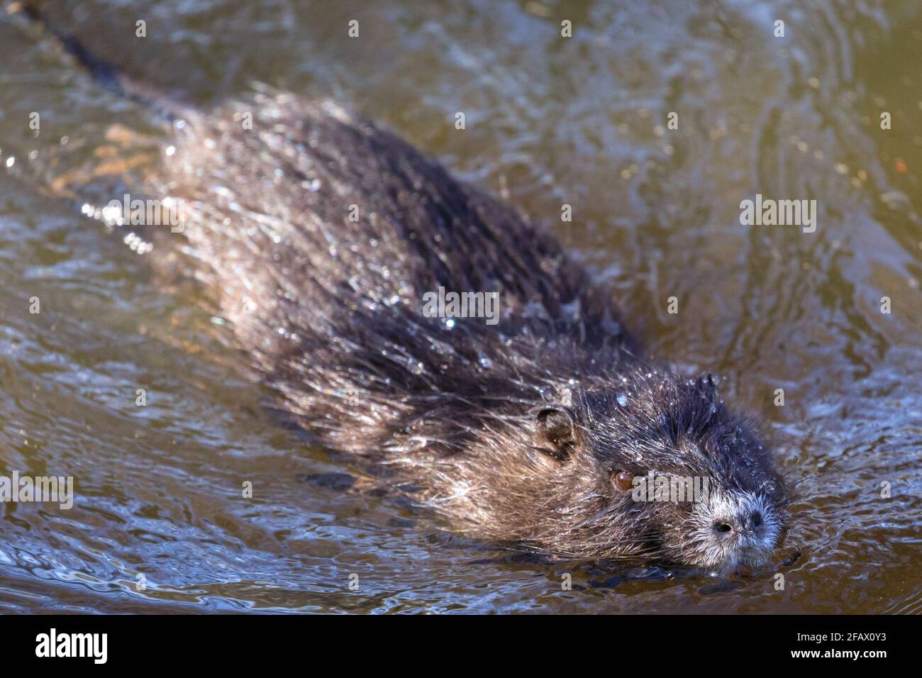 Juvenile coypu, also called nutria (Myocastor coypus), close up ...