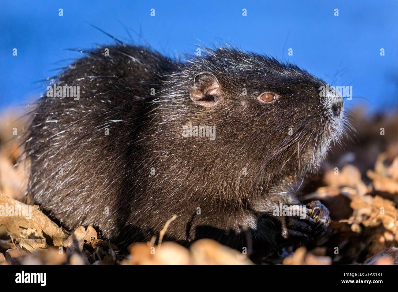 Nutria rodent teeth hi-res stock photography and images - Alamy