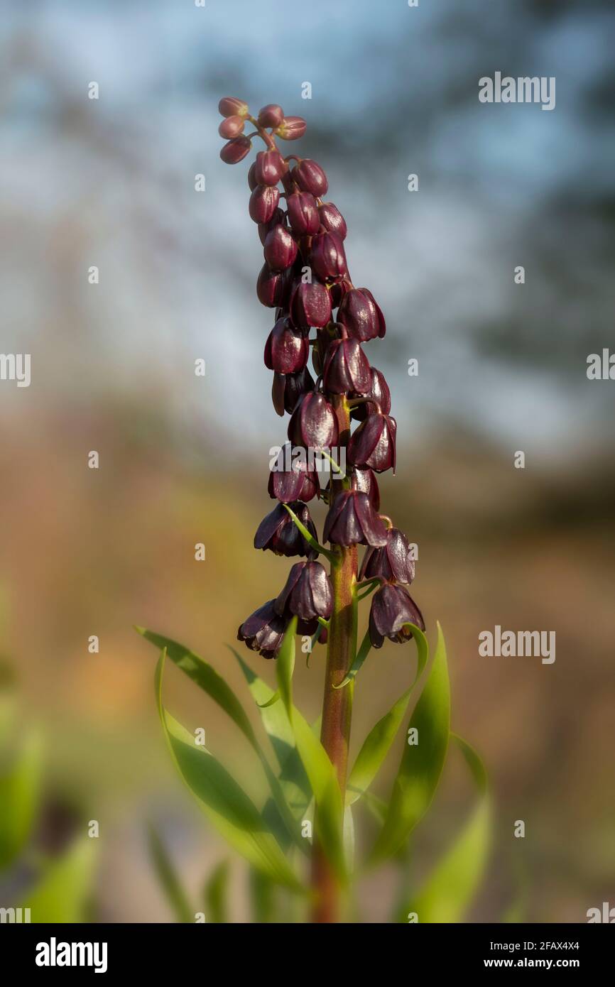 Fritillaria Persia – Blue Dynamite, Fritillaria Persica - Blue Diamond ...