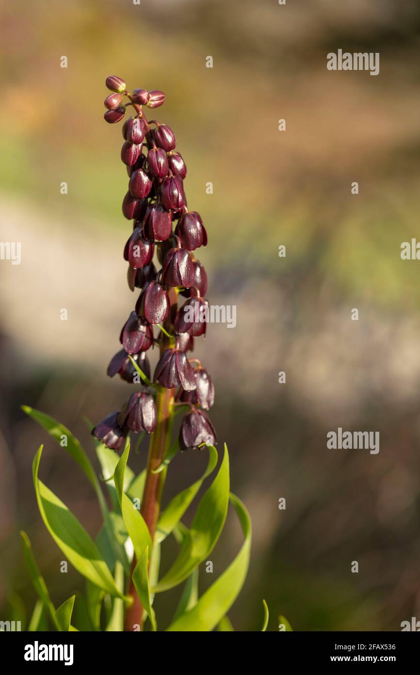 Fritillaria Persia – Blue Dynamite, Fritillaria Persica - Blue Diamond ...