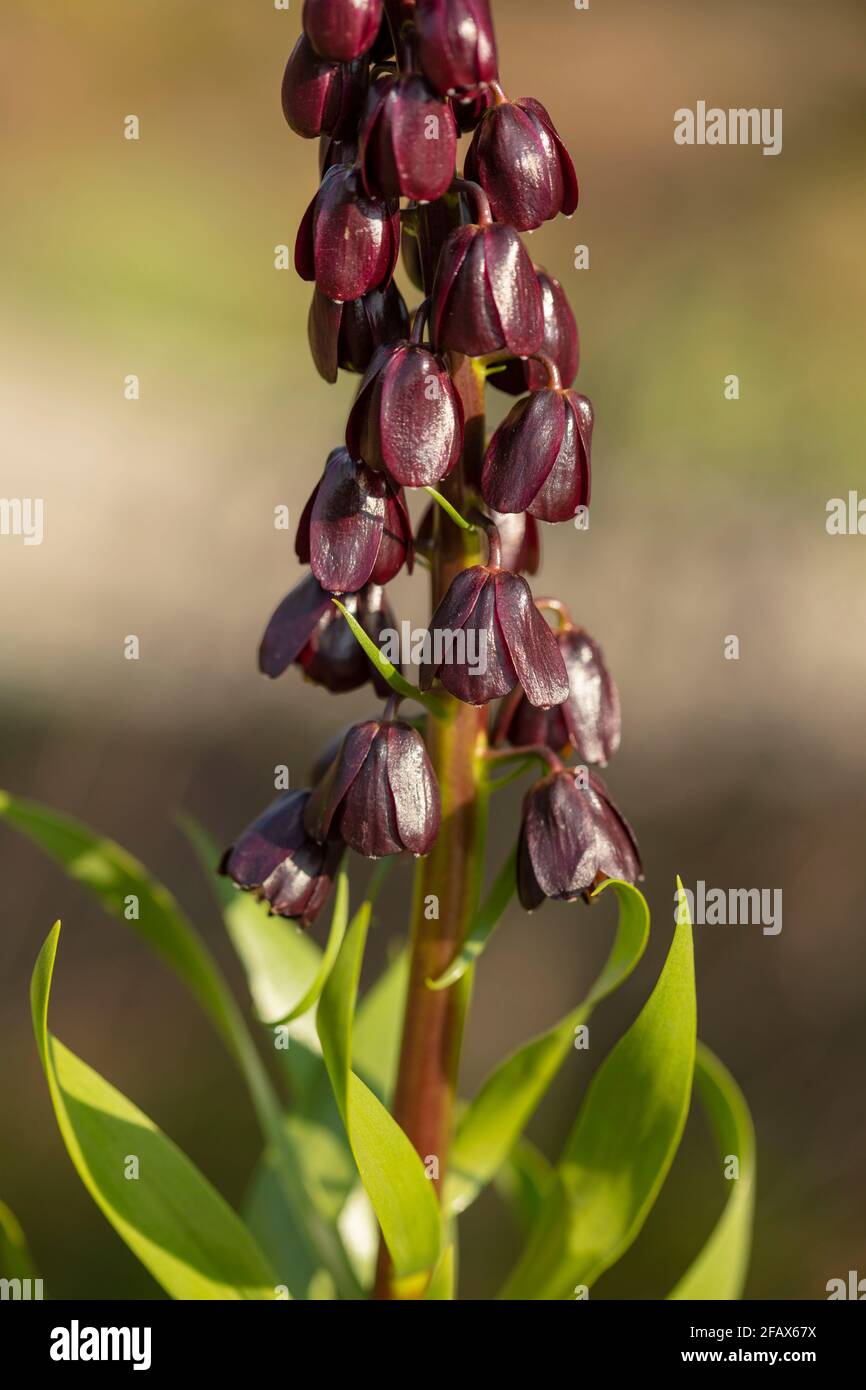Fritillaria persia blue dynamite hi-res stock photography and images ...