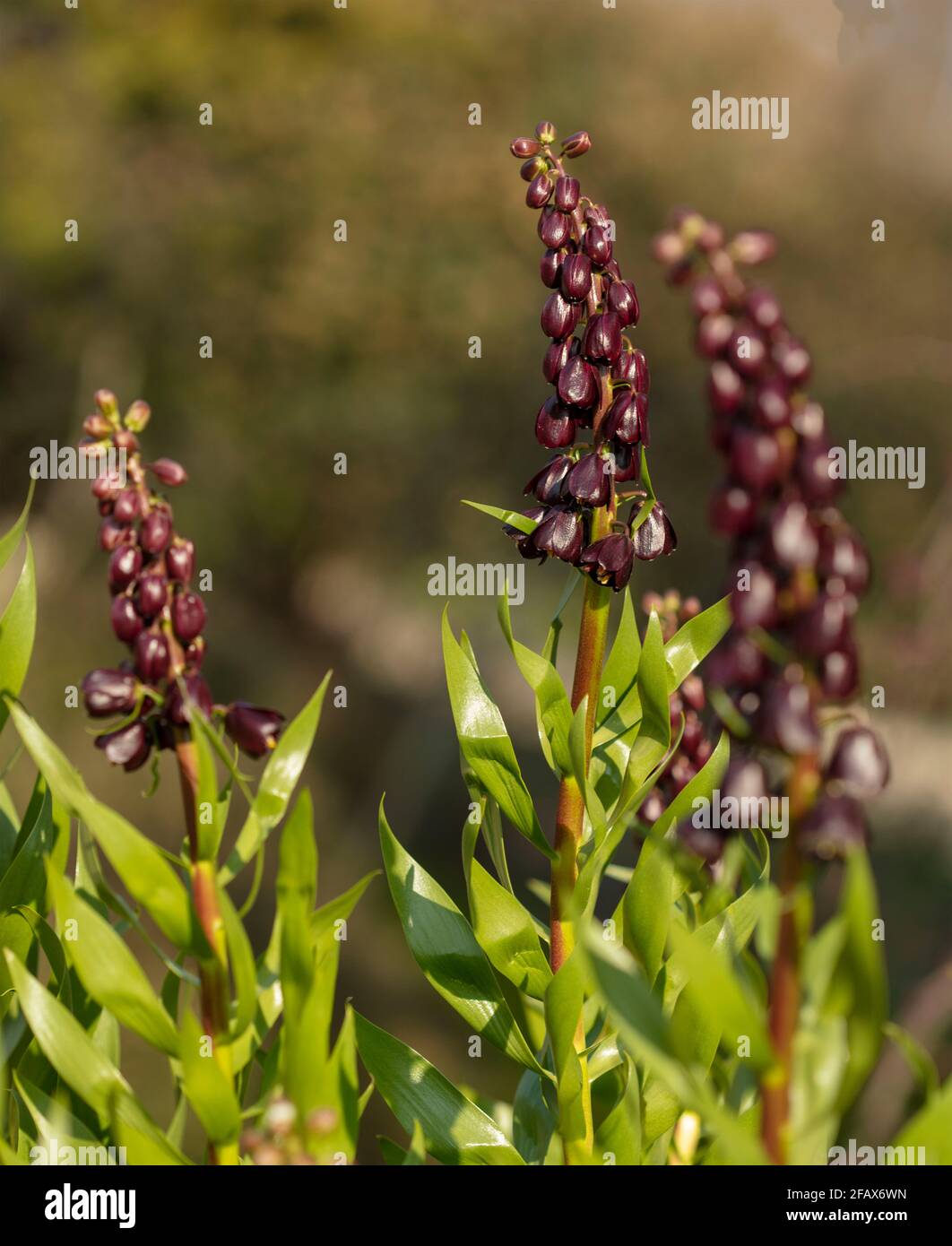 Fritillaria Persia – Blue Dynamite, Fritillaria Persica - Blue Diamond ...