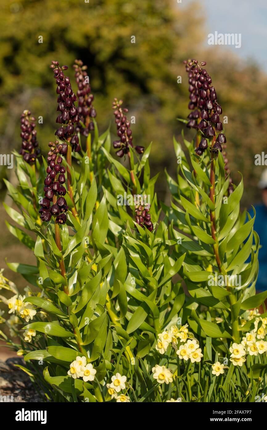 Fritillaria Persia – Blue Dynamite, Fritillaria Persica - Blue Diamond ...