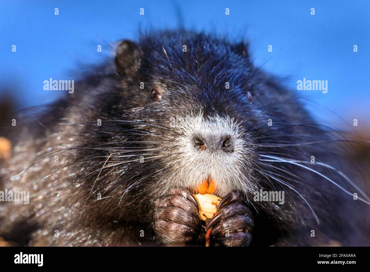 Black nutria hi-res stock photography and images - Alamy