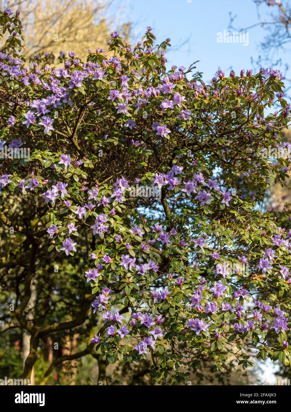Rhododendron Blue Diamond Group, family Ericaceae, dwarf rhododendron ...