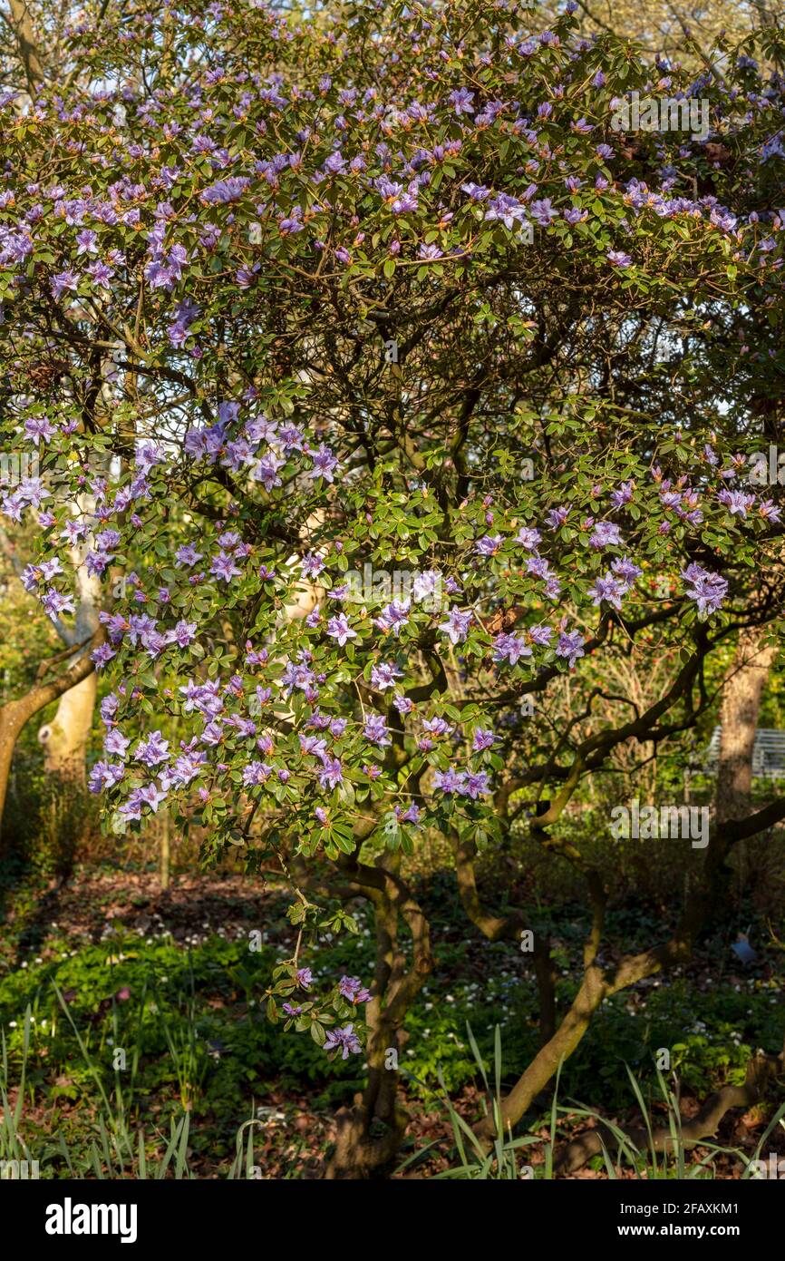 Rhododendron Blue Diamond Group, family Ericaceae, dwarf rhododendron ...