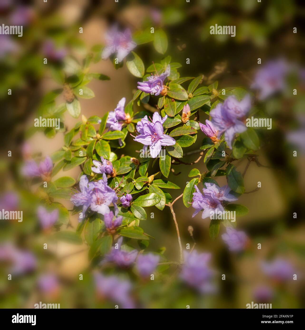 Rhododendron Blue Diamond Group, family Ericaceae, dwarf rhododendron ...