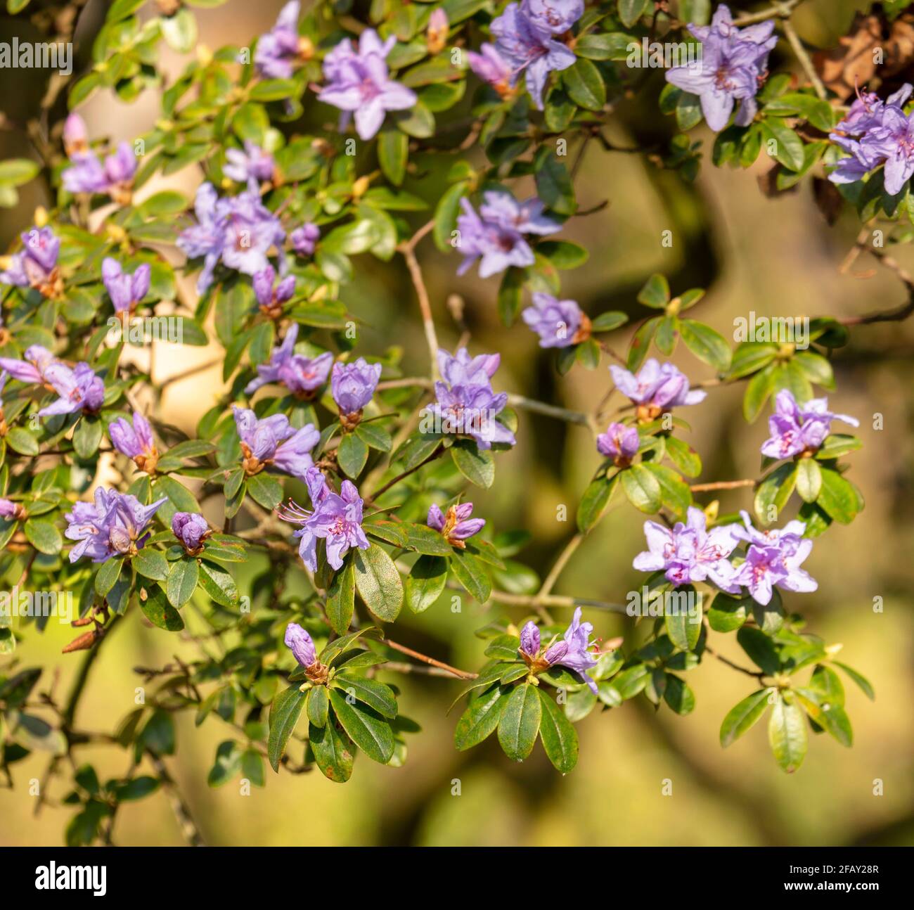 Rhododendron Blue Diamond Group, family Ericaceae, dwarf rhododendron ...