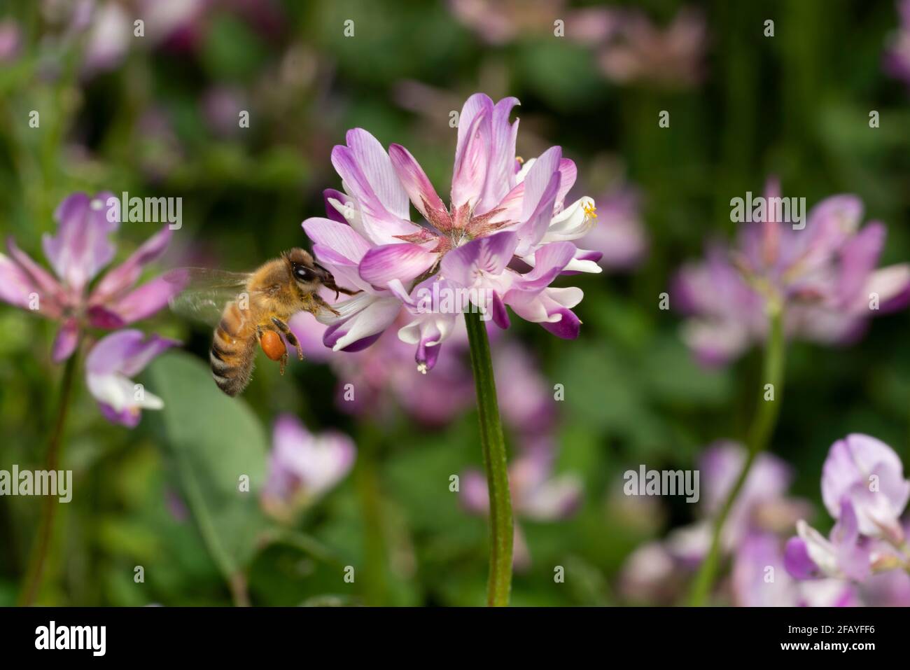 Pink milk vetch hi-res stock photography and images - Alamy